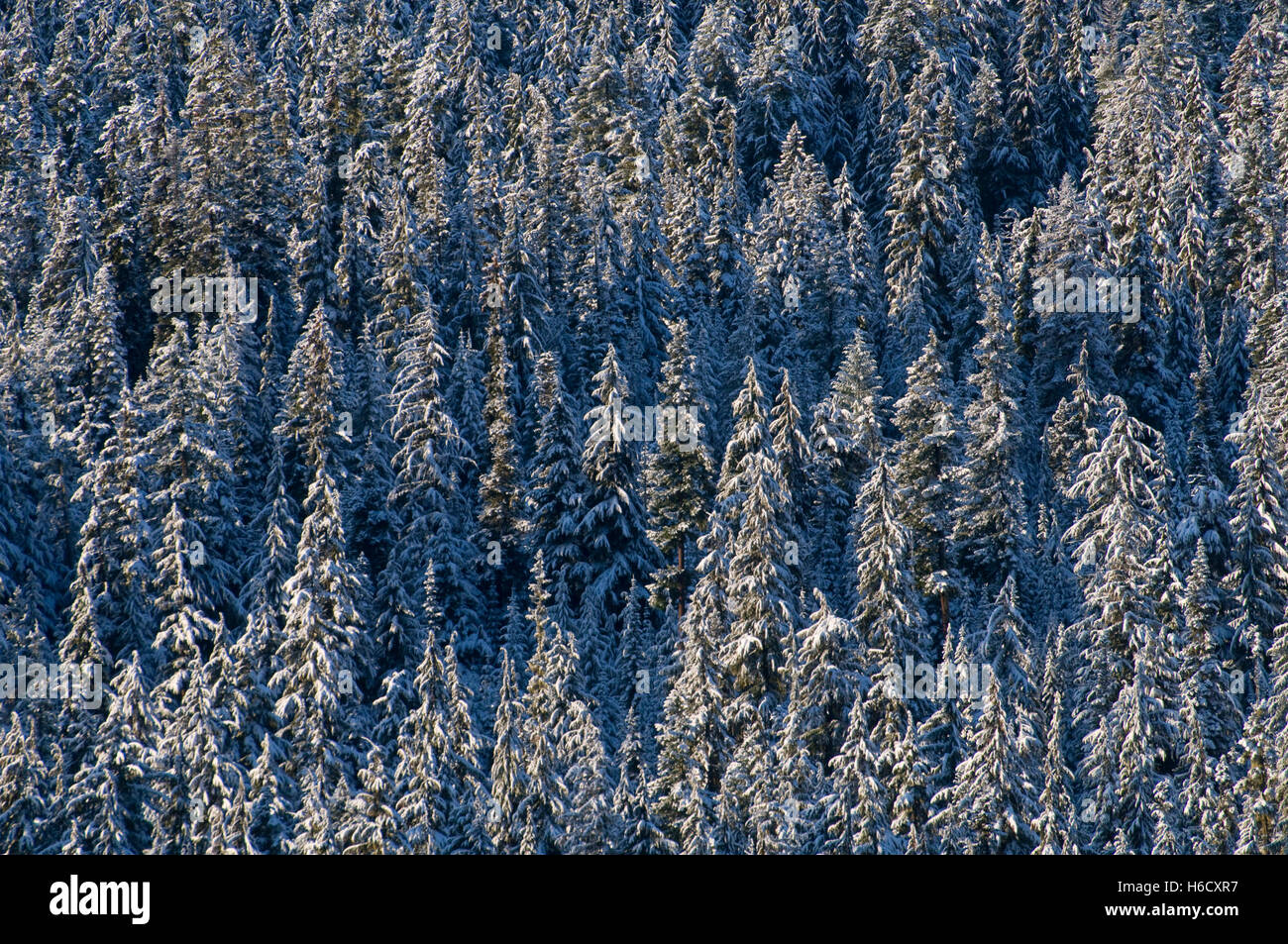 Fir trees at willamette national forest hi-res stock photography and ...