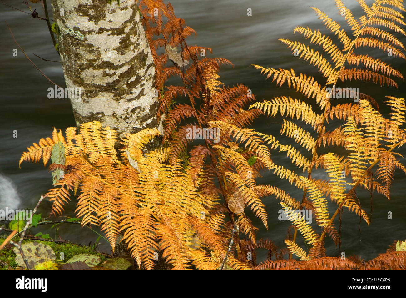 Salt Creek with red alder and fern, Willamette National Forest, Oregon ...