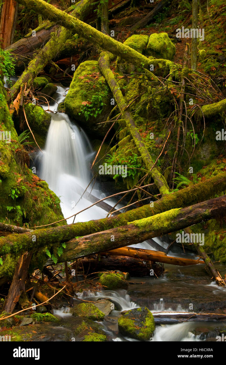 Whitehead Creek, Willamette National Forest, Oregon Stock Photo - Alamy