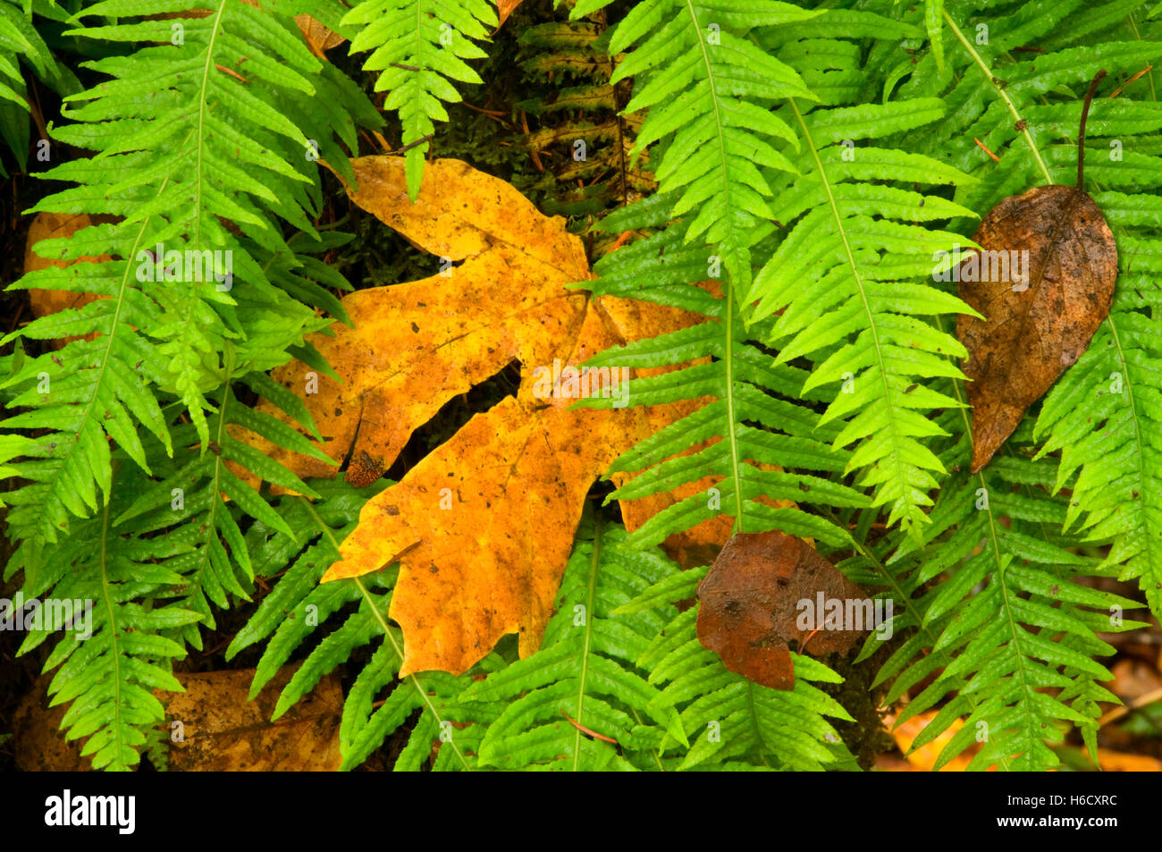 Ferns, Willamette National Forest, Oregon Stock Photo - Alamy