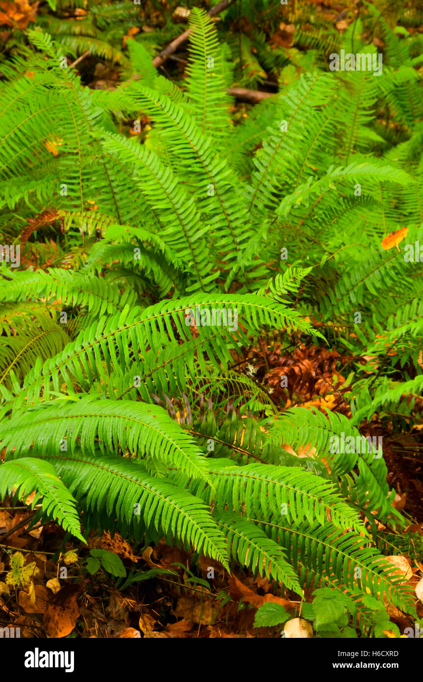 Ferns, Willamette National Forest, Oregon Stock Photo - Alamy