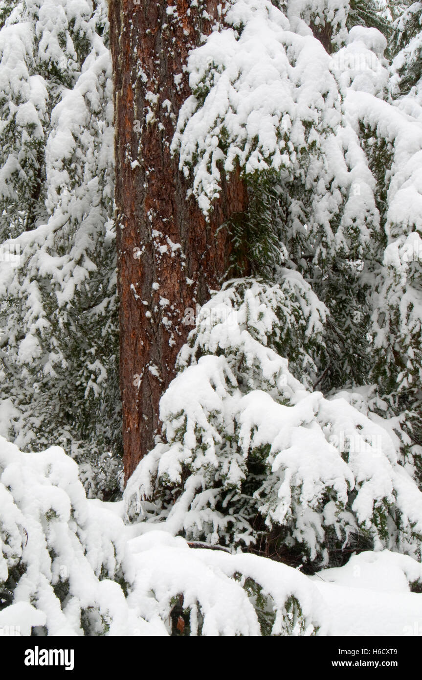 Ancient forest in winter, Mt Jefferson Wilderness, Willamette National ...