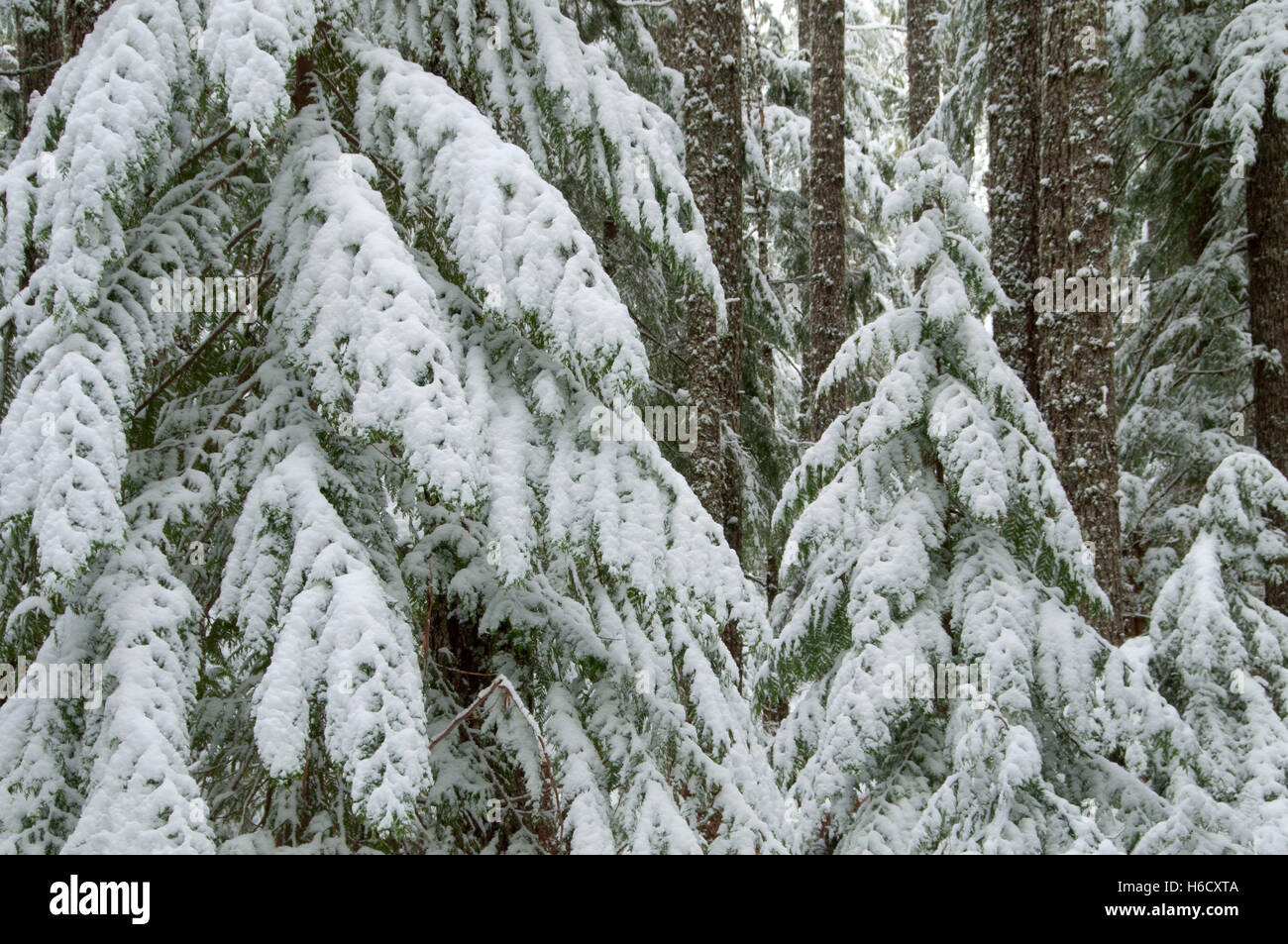 Ancient forest in winter, Mt Jefferson Wilderness, Willamette National ...