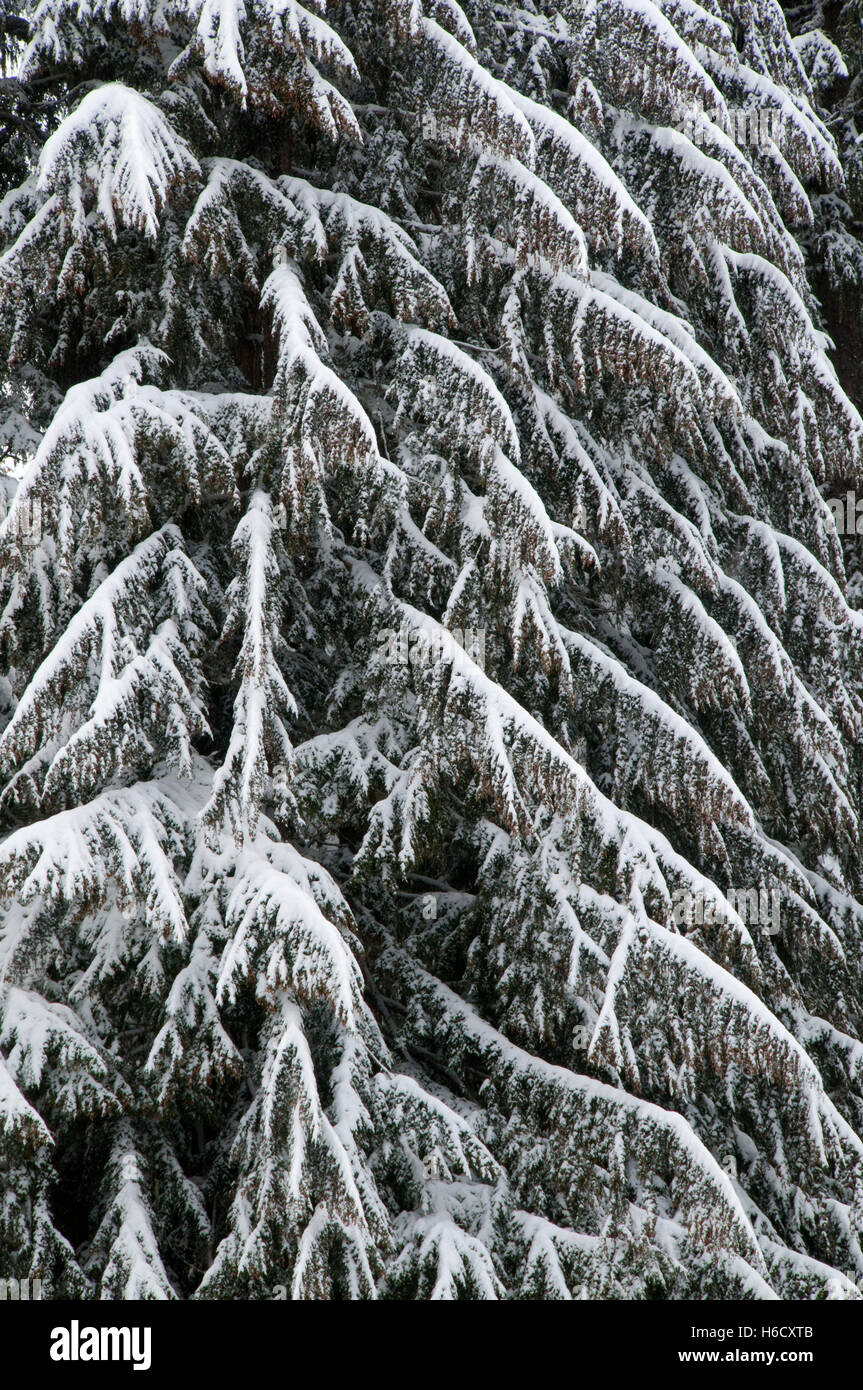 Ancient forest in winter, Mt Jefferson Wilderness, Willamette National ...