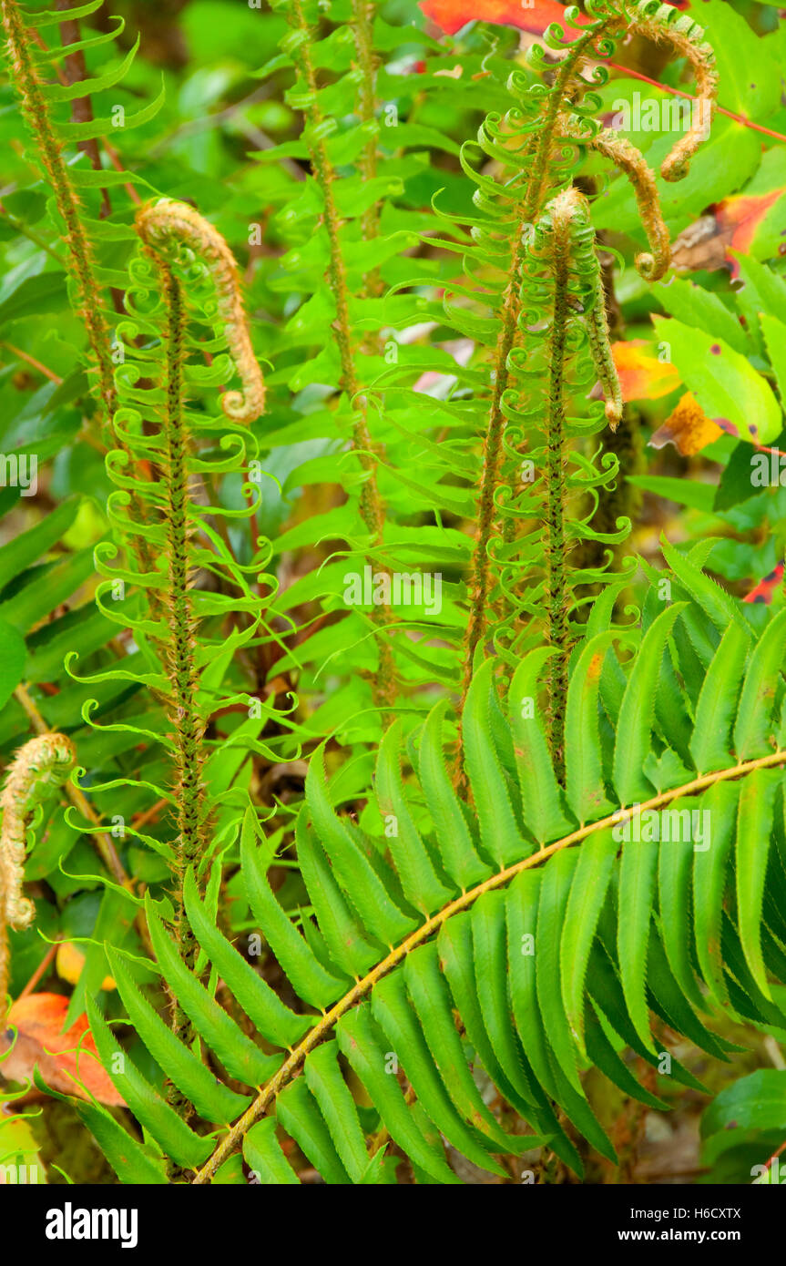 Western sword fern along McKenzie River National Recreation Trail ...