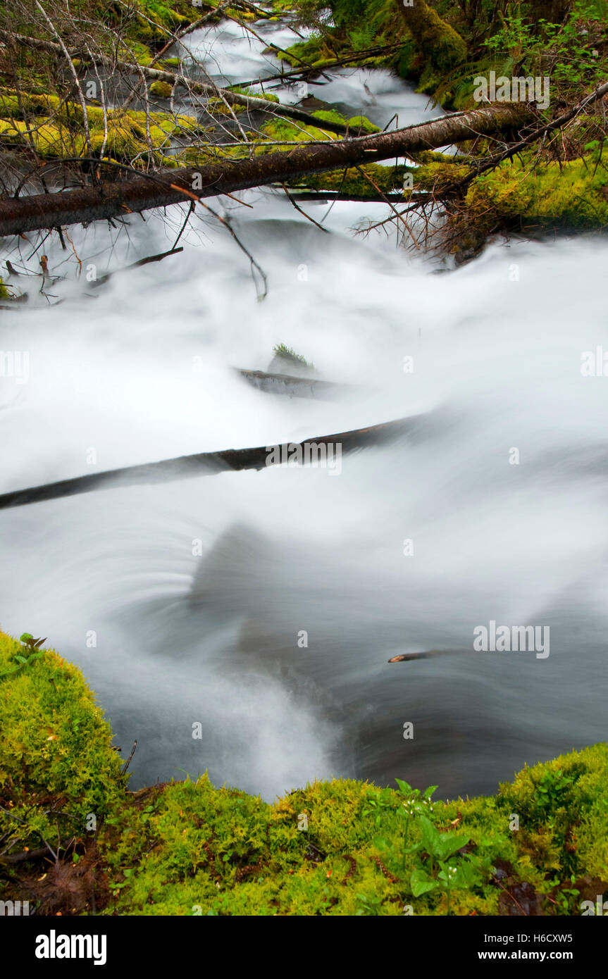 Icecap Spring creek, McKenzie Wild and Scenic River, Willamette ...