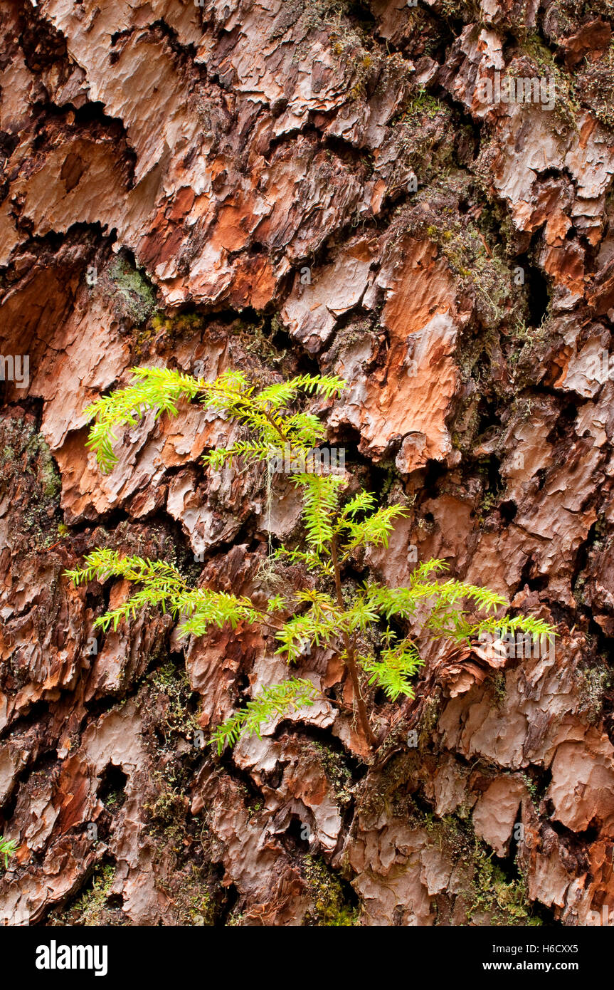 Douglas fir along Hackleman Old-Growth Trail, Willamette National ...