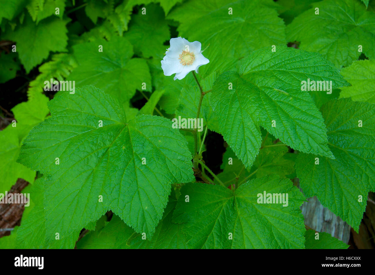 Thimbleberry bloom along Dome Rock Trail, Willamette National Forest ...