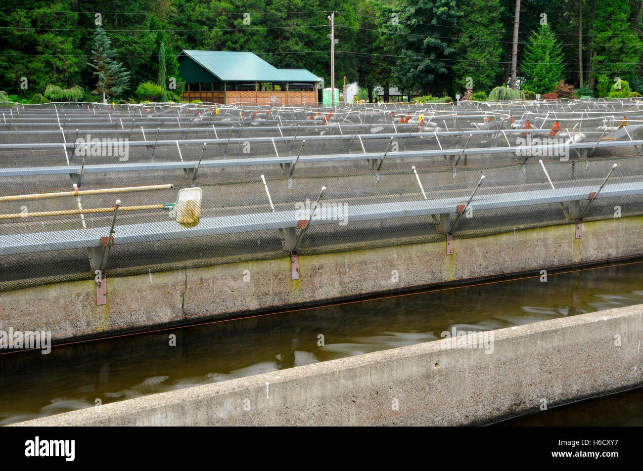 Rearing pond, Willamette Hatchery, Oakridge, Oregon Stock Photo - Alamy