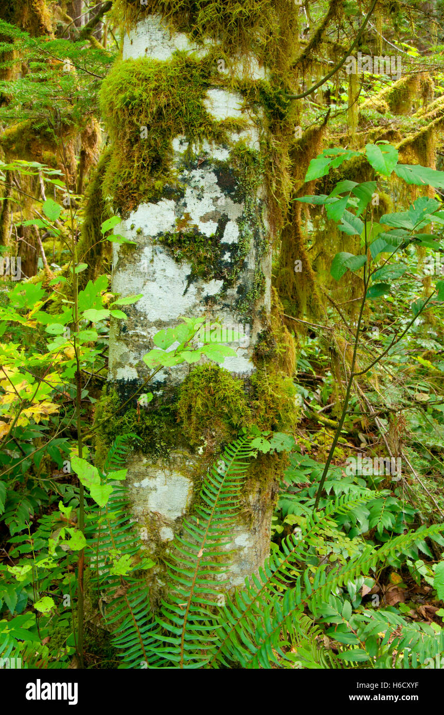 Red alder trunk along Humbug Flats Trail, West Cascades Scenic Byway ...
