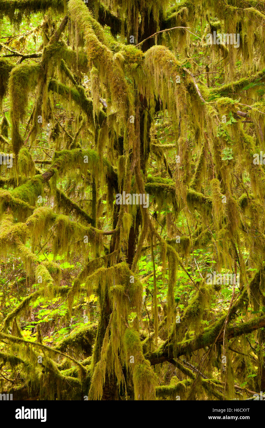 Pacific yew along Humbug Flats Trail, West Cascades Scenic Byway ...