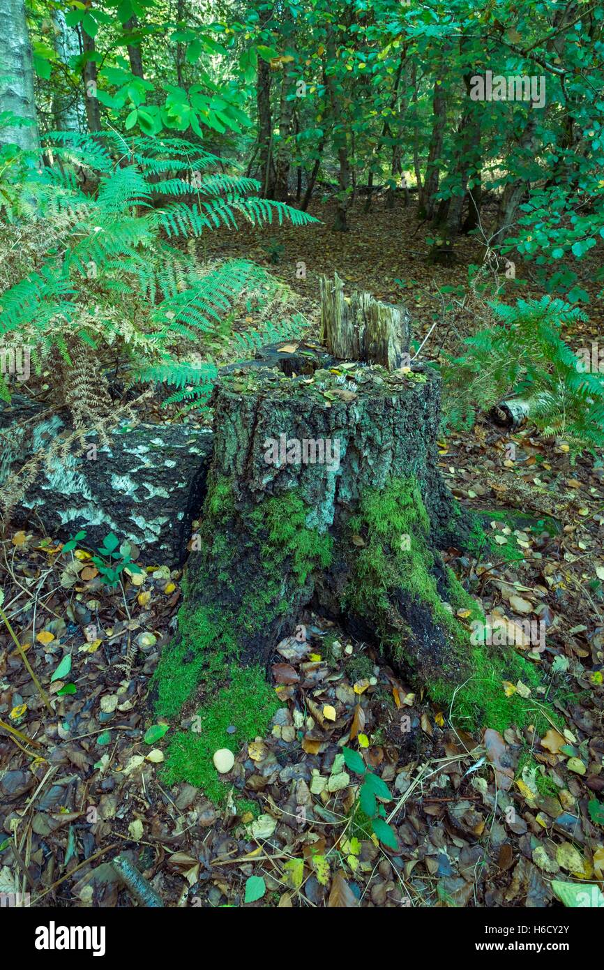 Birch tree stump in Autumn woodland Stock Photo - Alamy