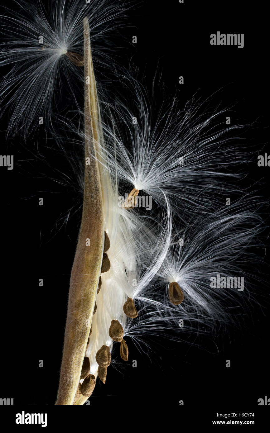 Butterfly Weed Seed Pod (Milkweed Family Stock Photo - Alamy