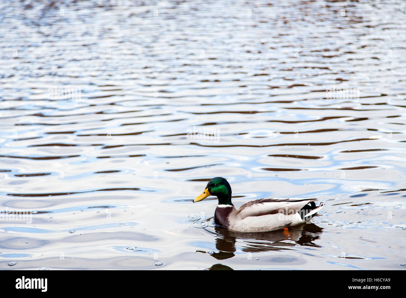A duck swimming peacfuly in the waters of a lake in Central Park, New ...