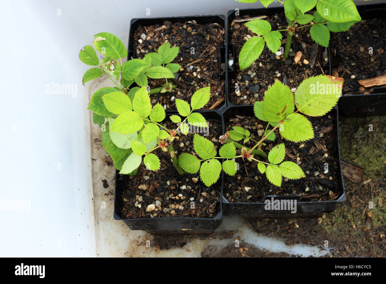 Growing rose from a cutting Stock Photo - Alamy