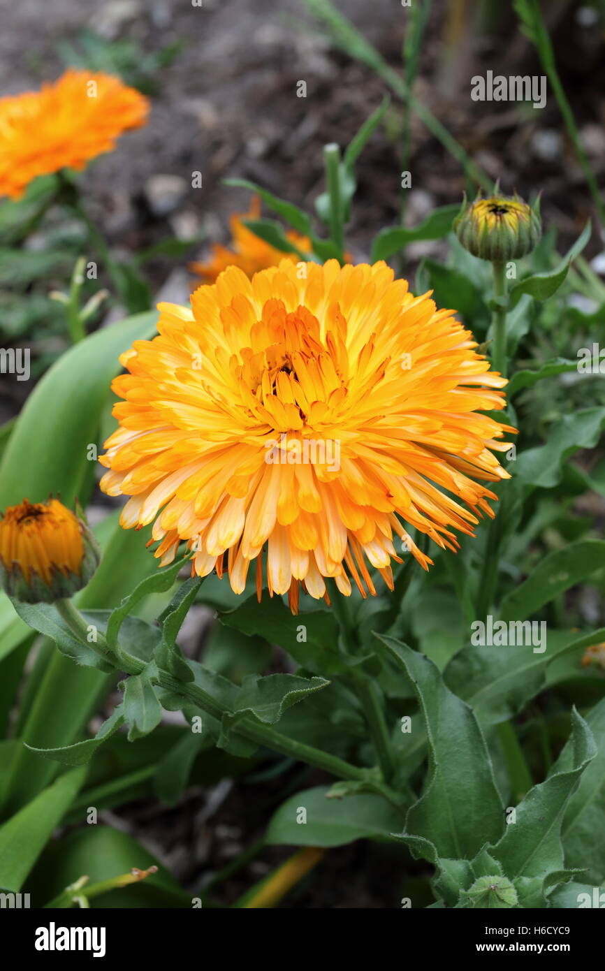 Pot Marigold or also known as Calendula officinalis in full bloom Stock ...