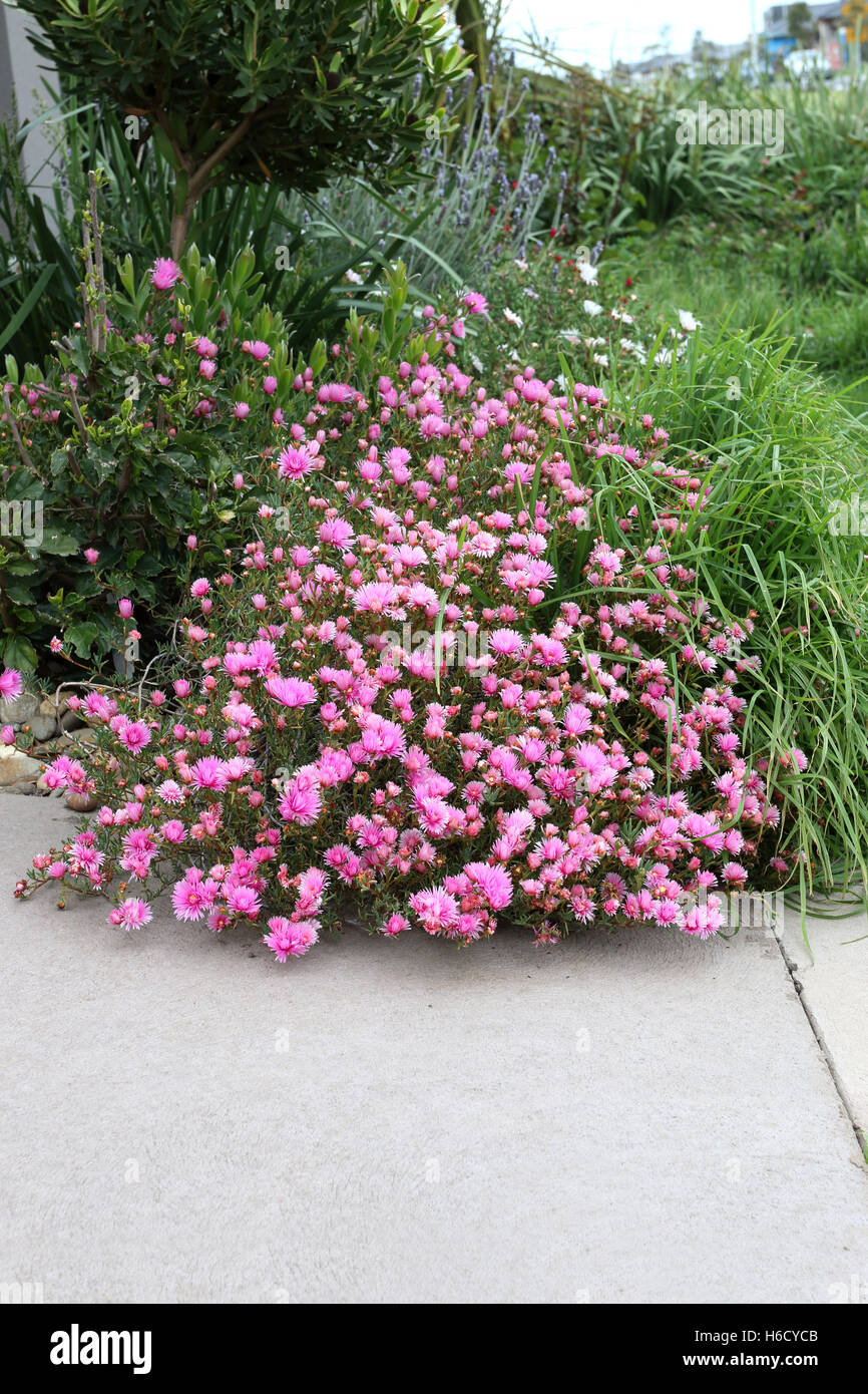 Pig flower arrangement hi-res stock photography and images - Alamy