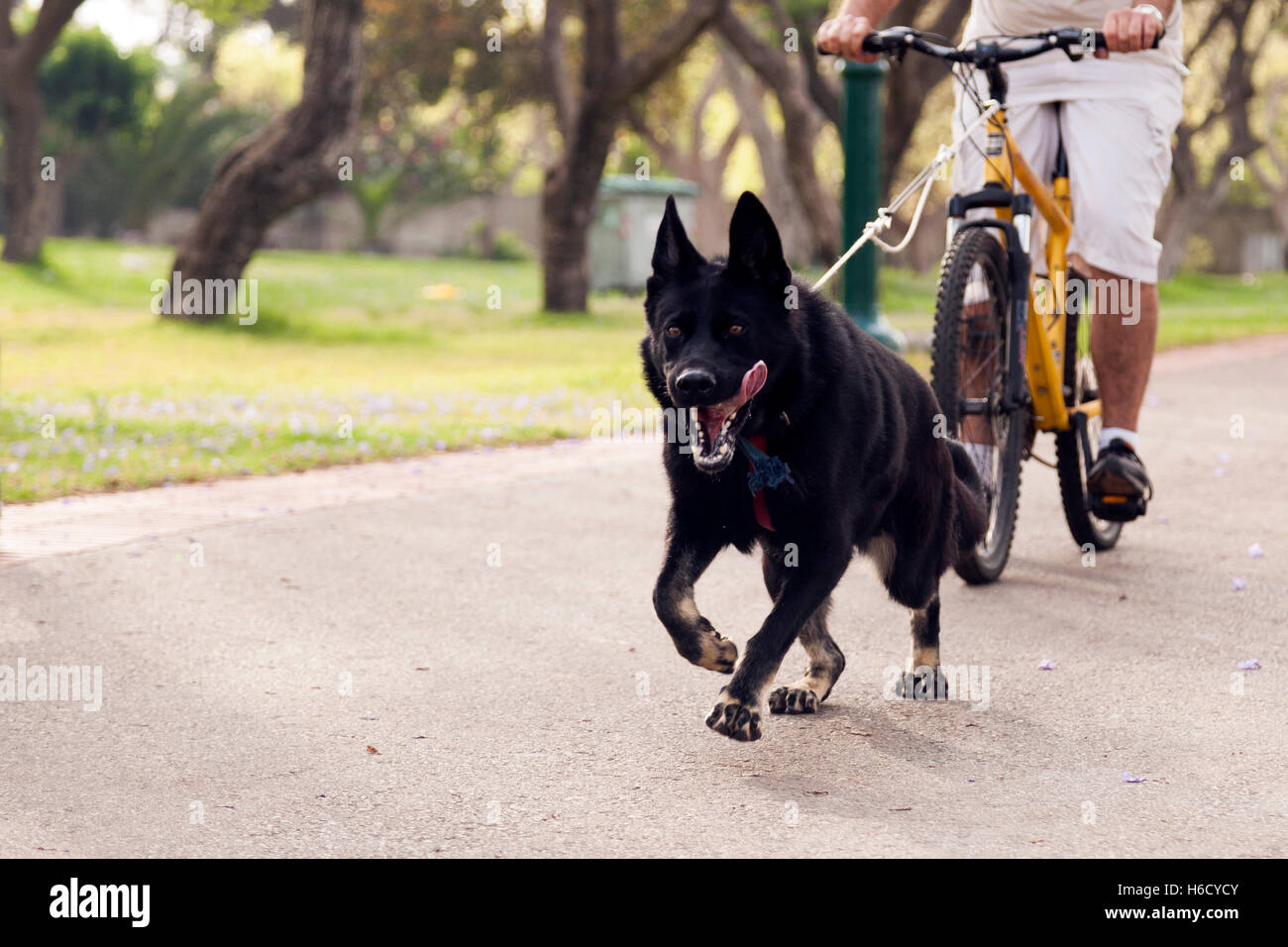 Female black german shepherd hi-res stock photography and images - Alamy