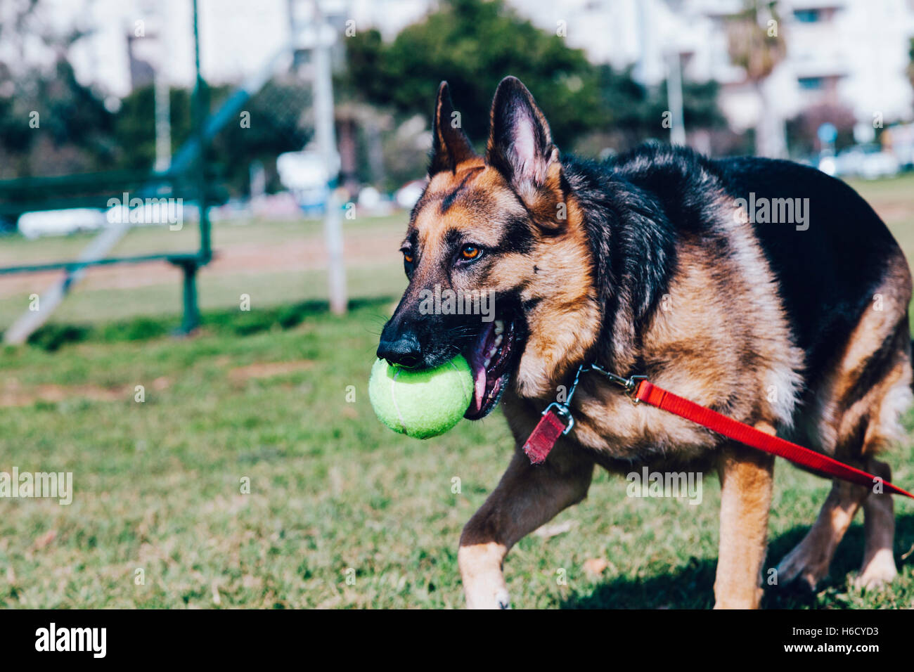 A female German Shepherd dog playing with an oversized tennis ball on a ...