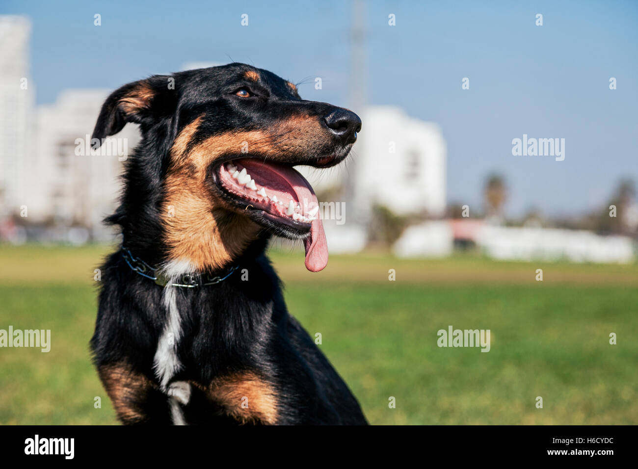 Beauceron with Australian Shepherd dog portrait on a sunny day at an ...