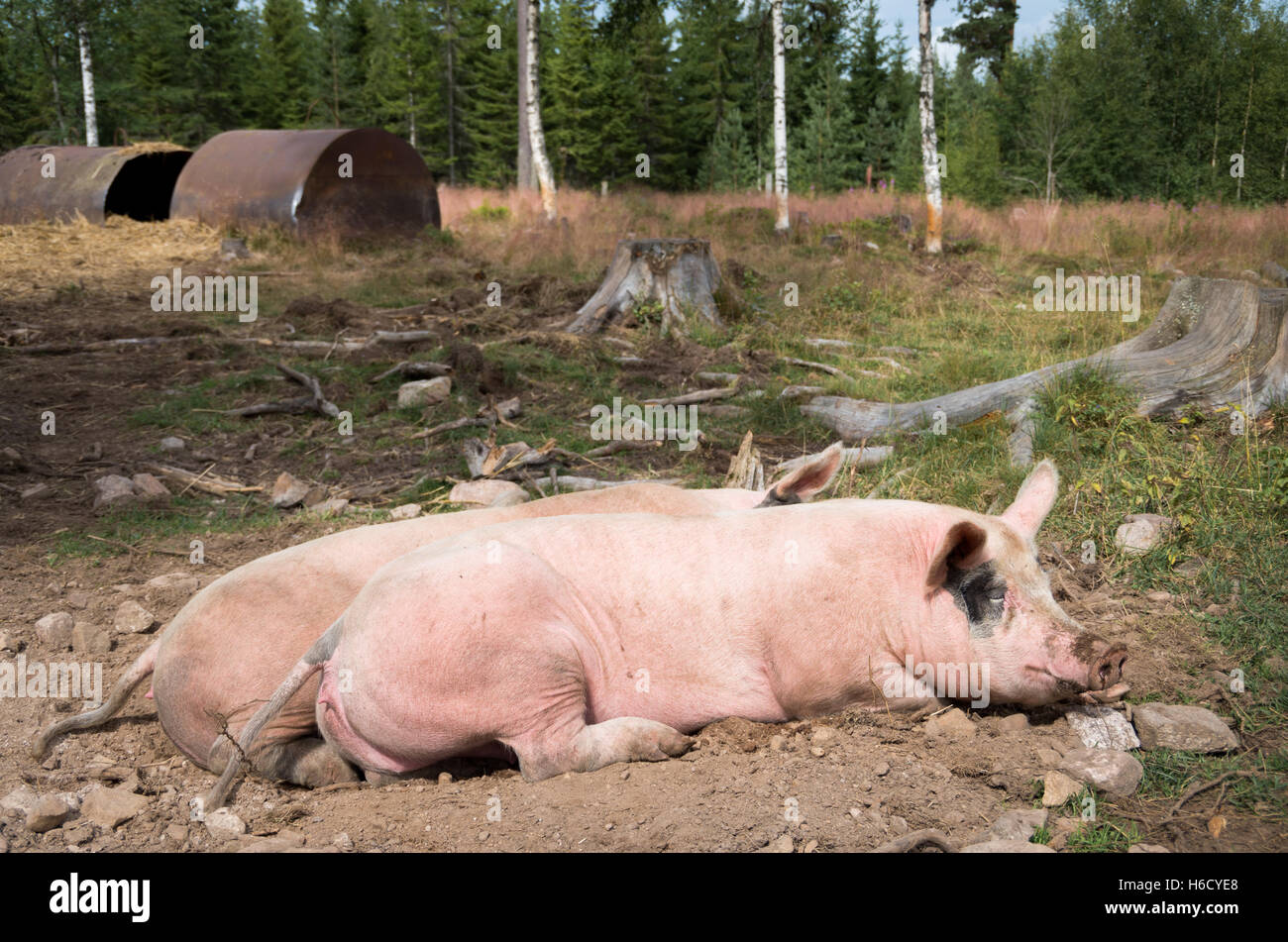 Two free-range pigs resting in their enclosure, with their huts in the ...