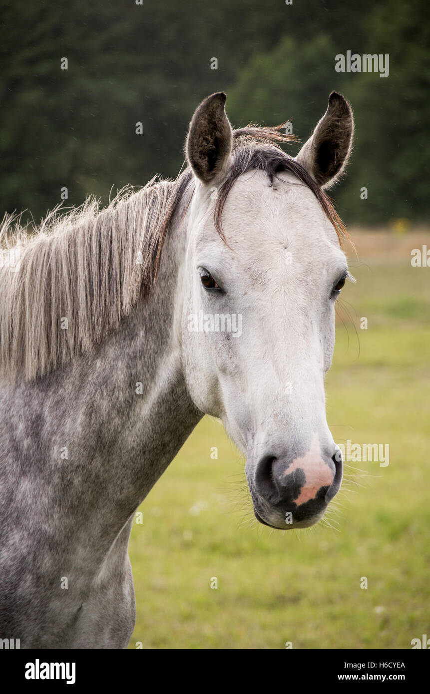 Dappled mare hi-res stock photography and images - Alamy