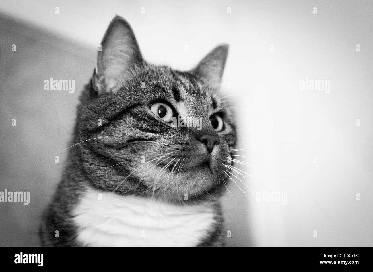 Black and white portrait of a male tabby cat Stock Photo - Alamy