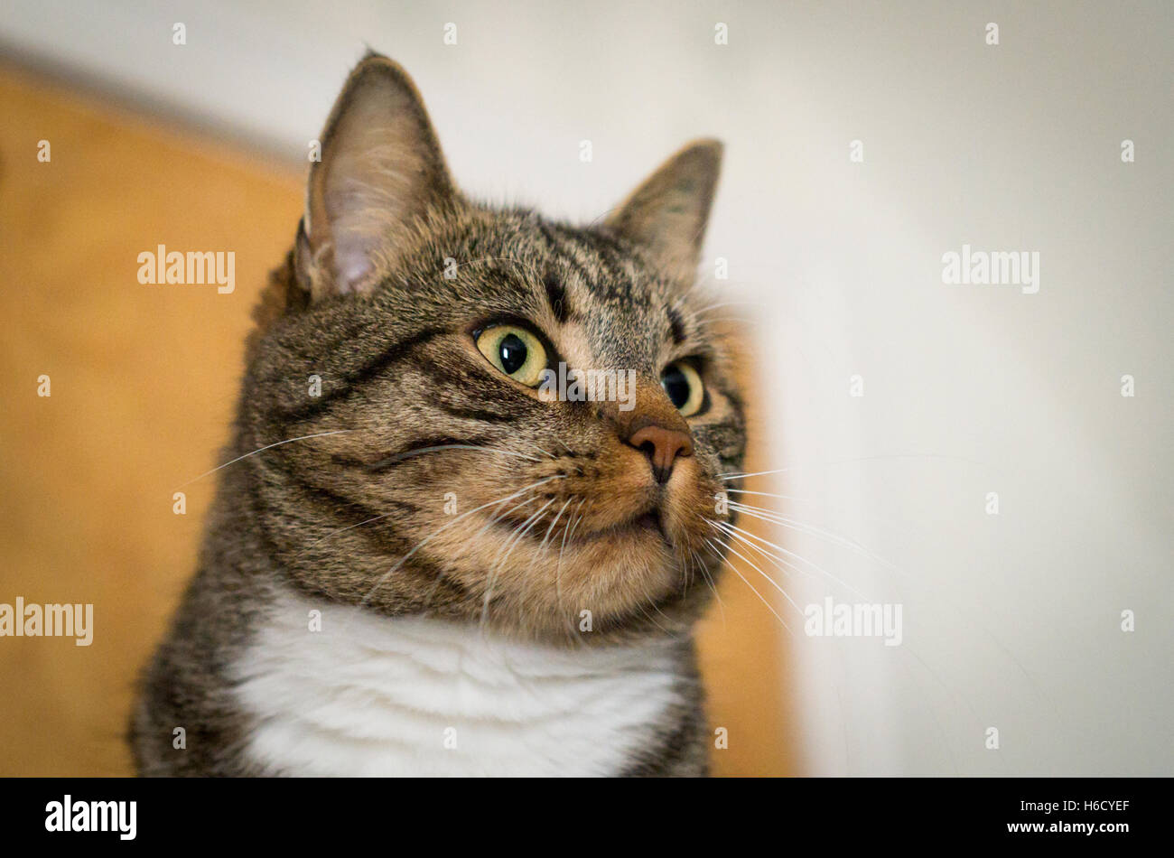 What Is The Average Weight For A Male Tabby Cat at Wendy Elkins blog