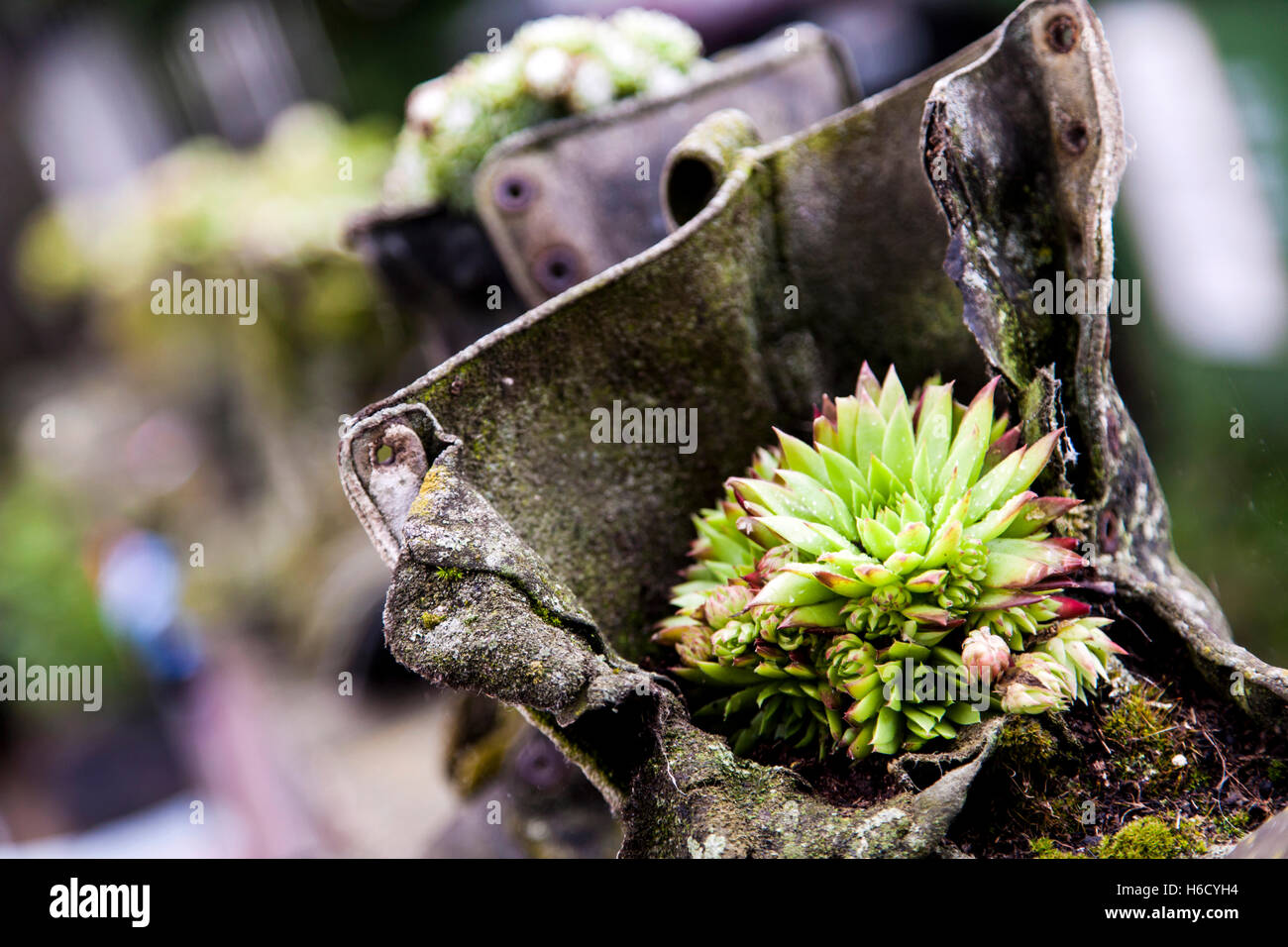 Old army boots serving as planters Stock Photo - Alamy
