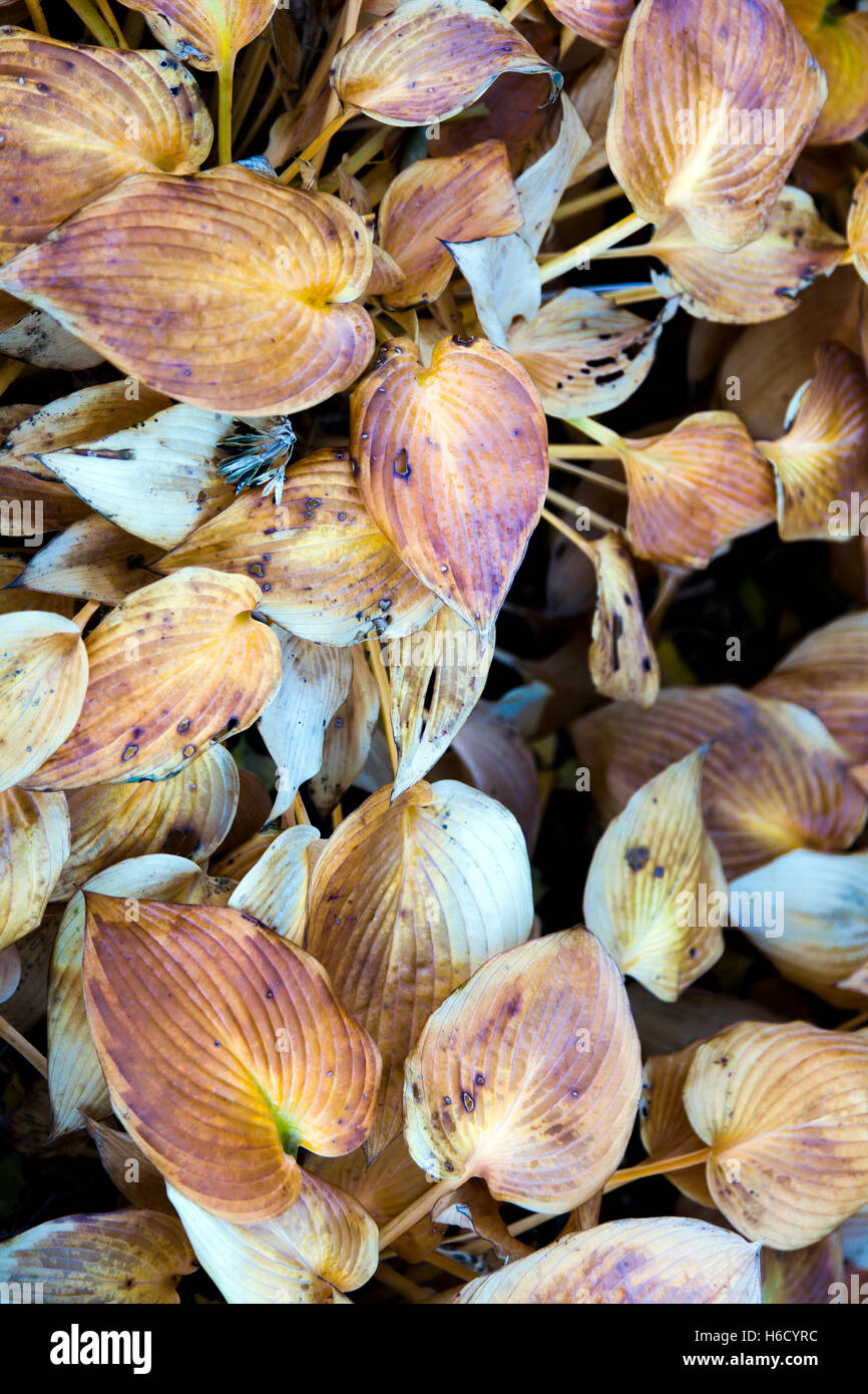 Dying Plant High Resolution Stock Photography and Images - Alamy