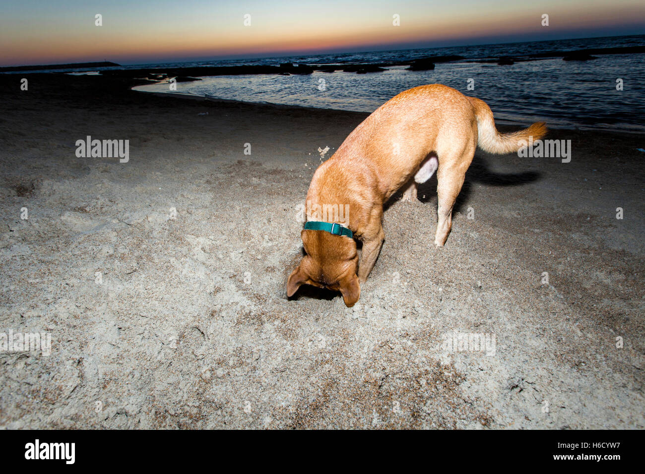 Two dogs digging in the sand on the beach at dusk Stock Photo - Alamy