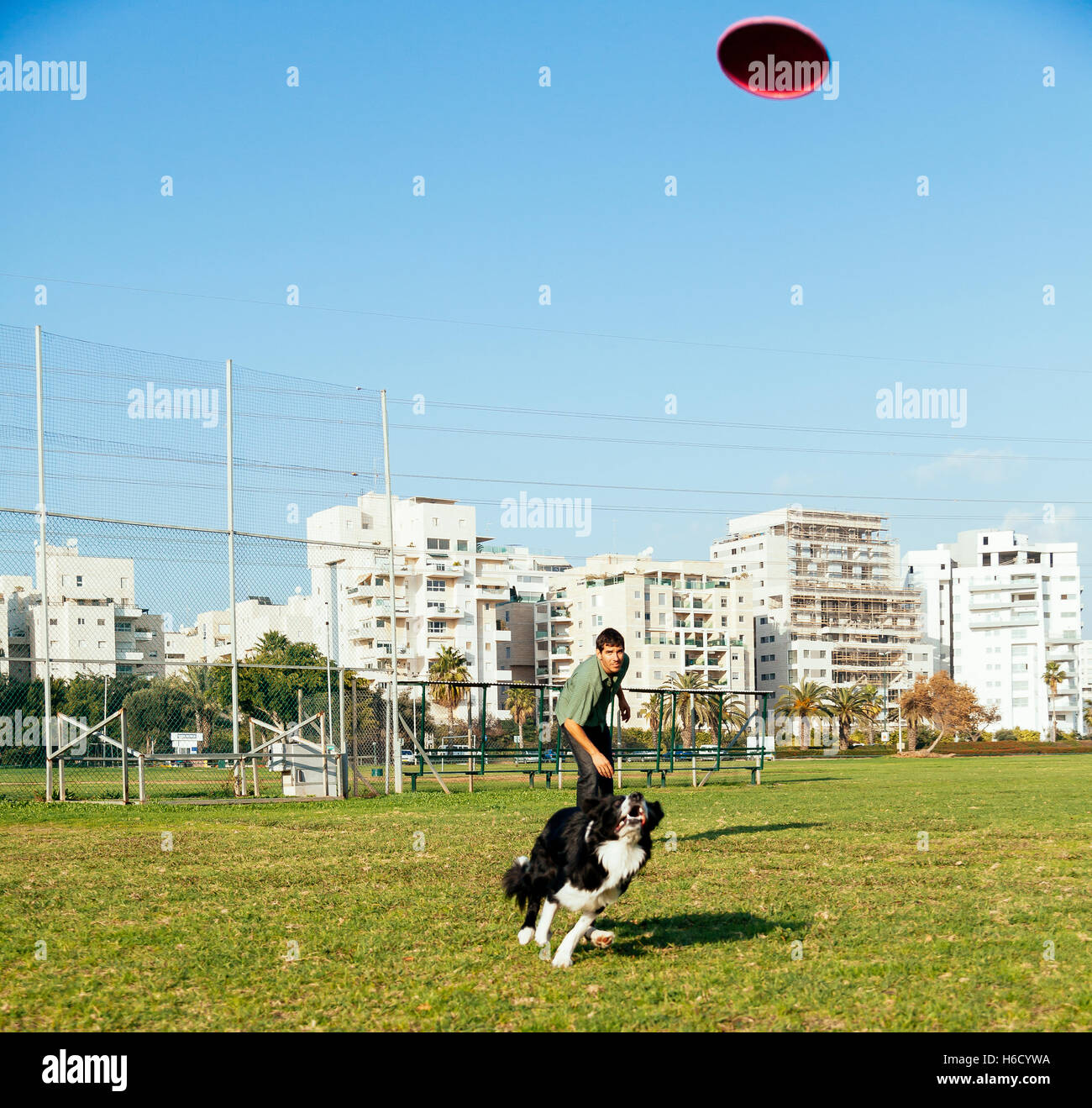 A Border Collie dog having fun playing a game of frisbee with his owner ...