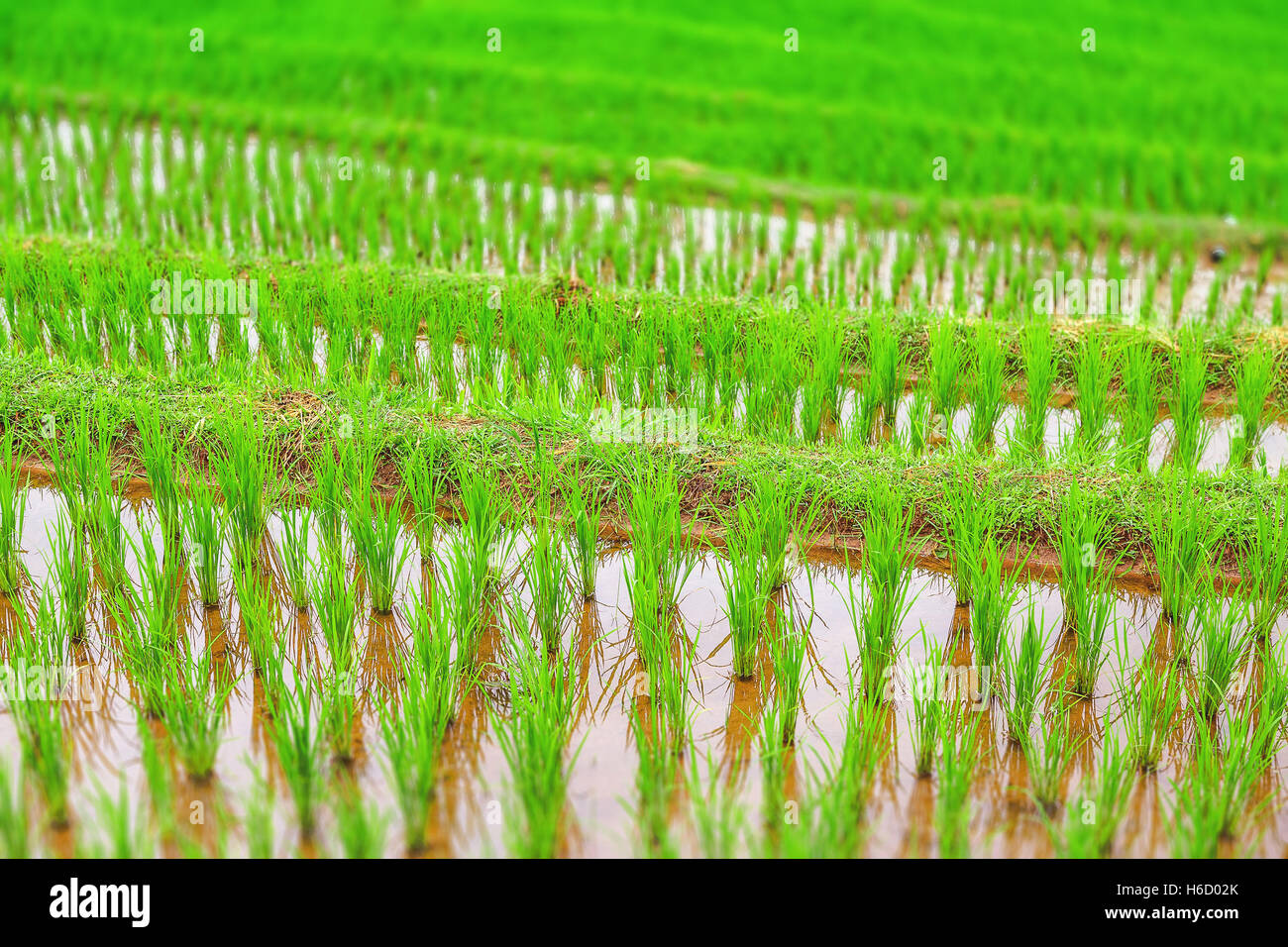 View of young rice Grown in the rainy season Stock Photo - Alamy