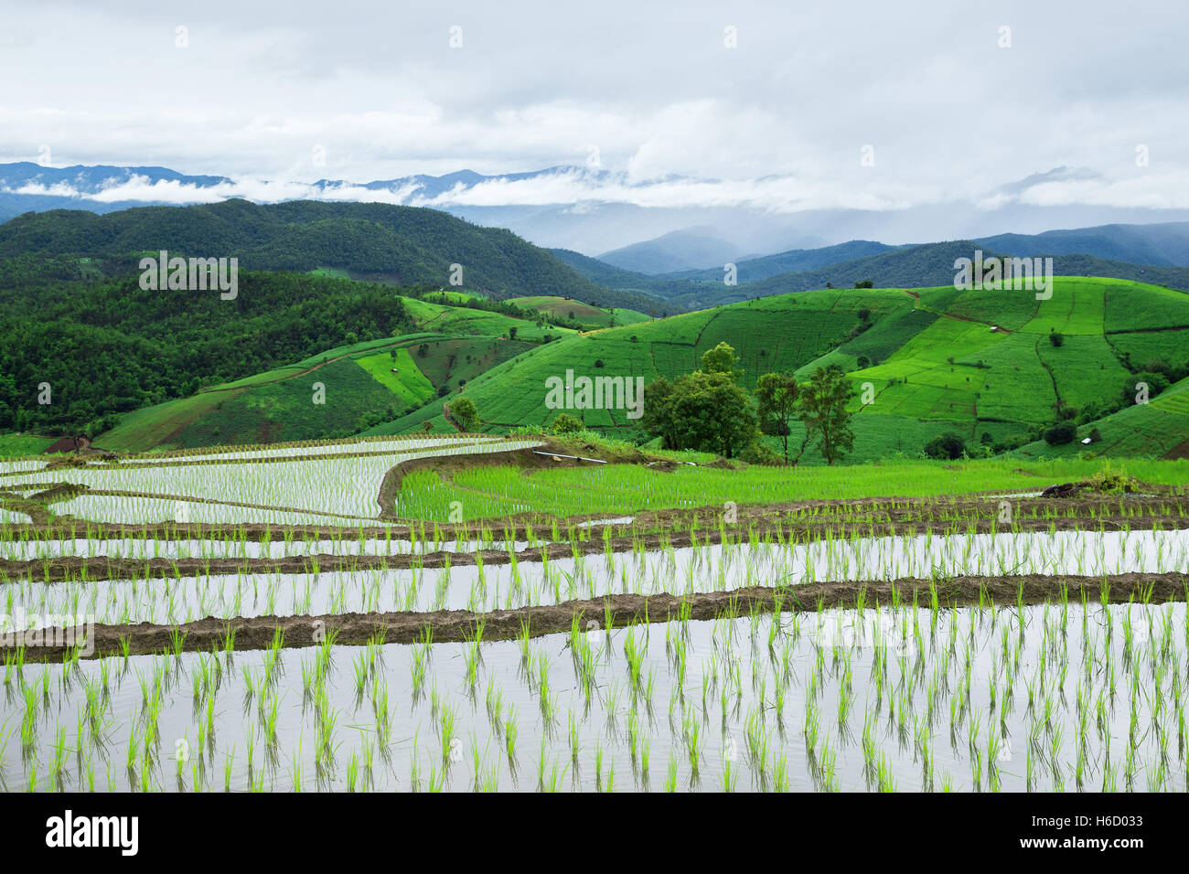 Green Terraced Rice Field in Pa Pong Pieng , Mae Chaem, Chiang Mai ...