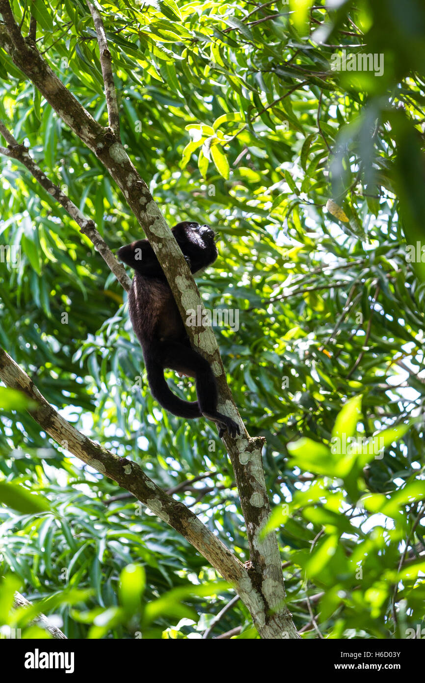 howler monkey on a tree in the rainforest of Costa Rica Stock Photo - Alamy