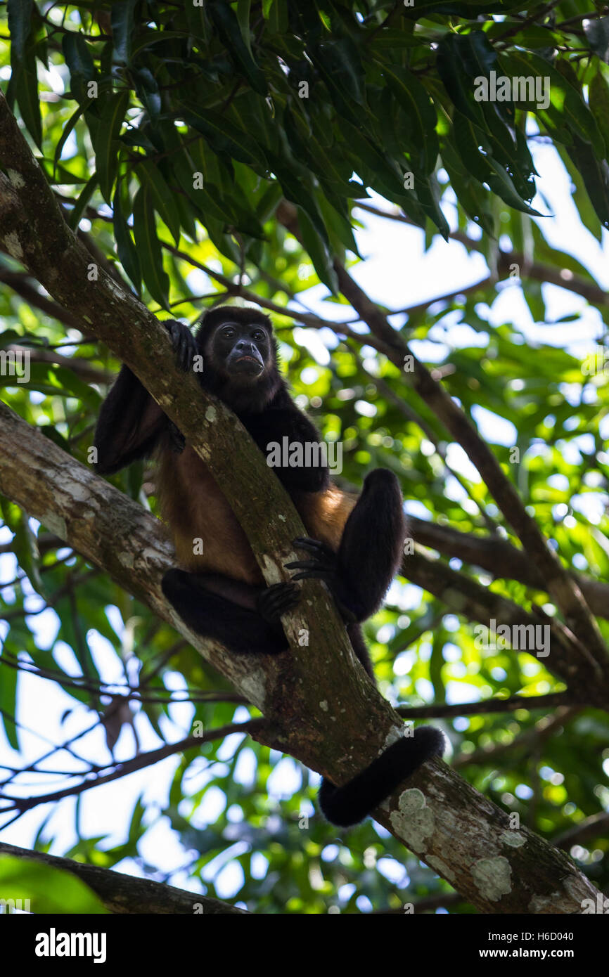 howler monkey on a tree in the rainforest of Costa Rica Stock Photo - Alamy