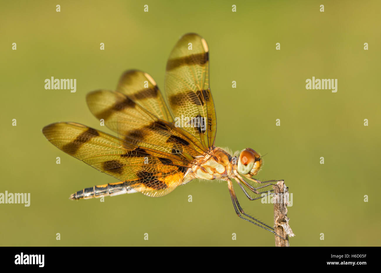 Halloween Pennant dragonfly resting on a dry flower stalk Stock Photo ...