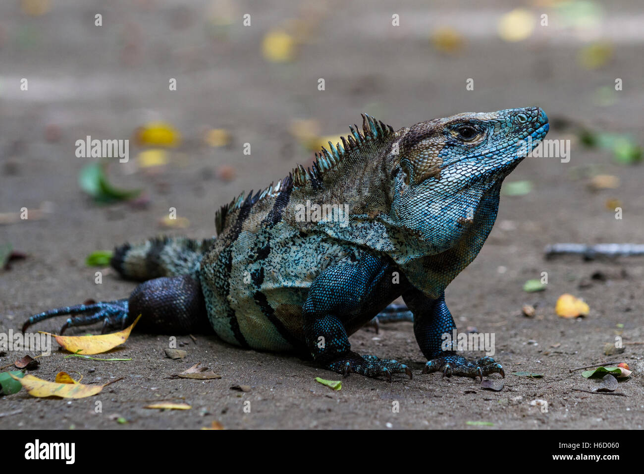 awesome looking iguana with an iridescent blue color in the jungle ...