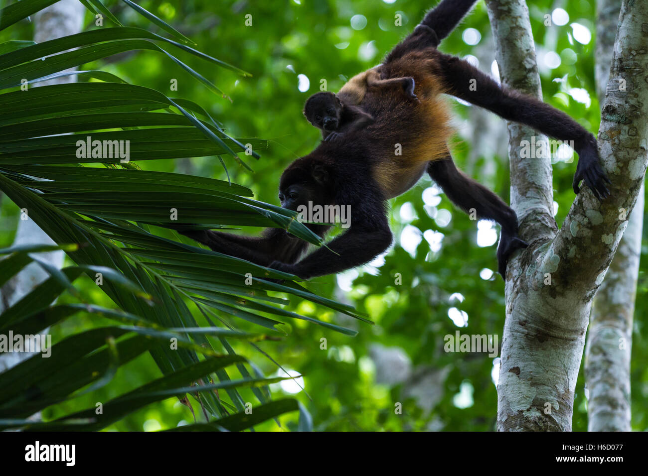 baby howler monkey hanging from his mother as she reaches for leaves in ...