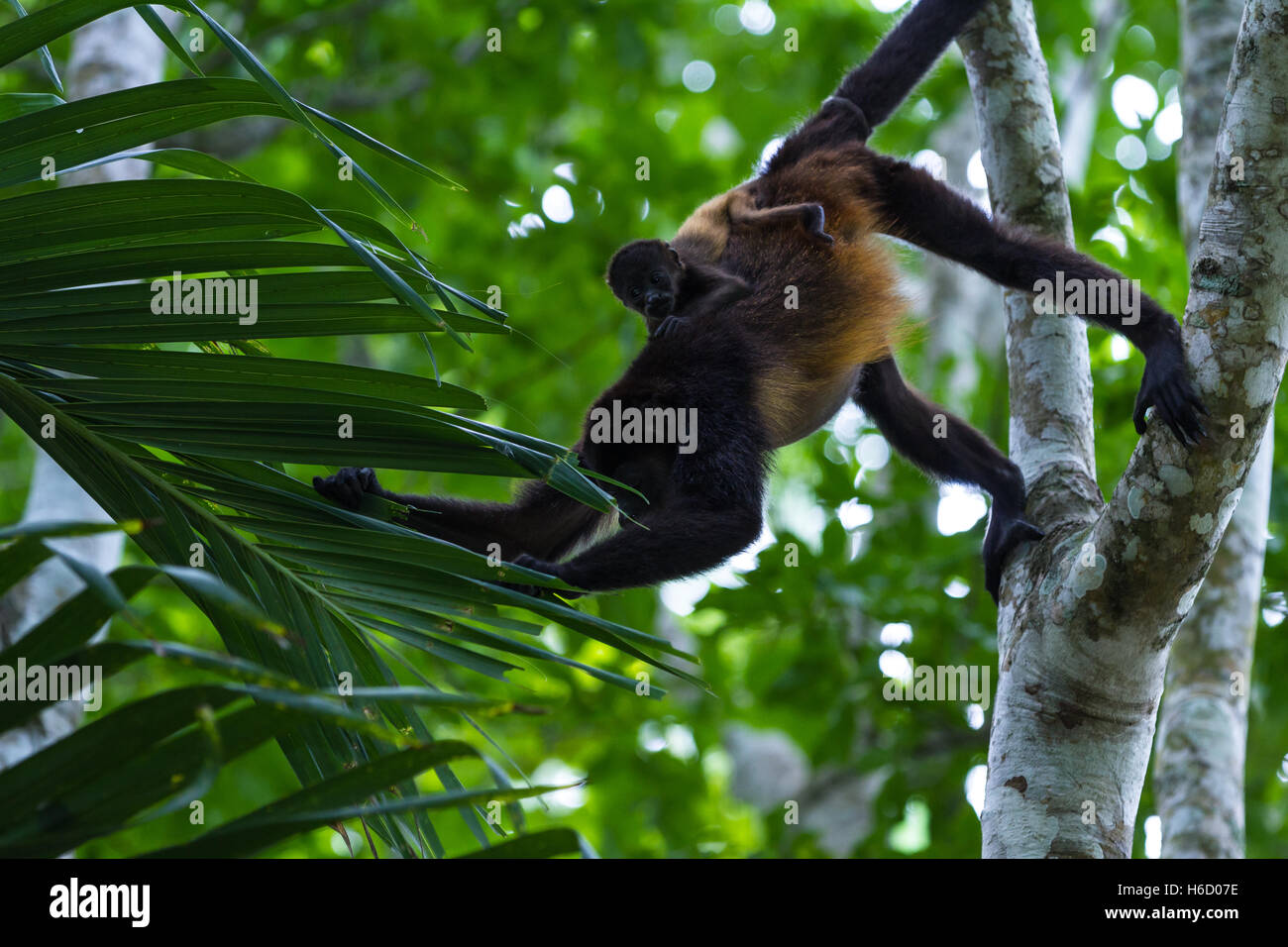 baby howler monkey hanging from his mother as she reaches for leaves in ...