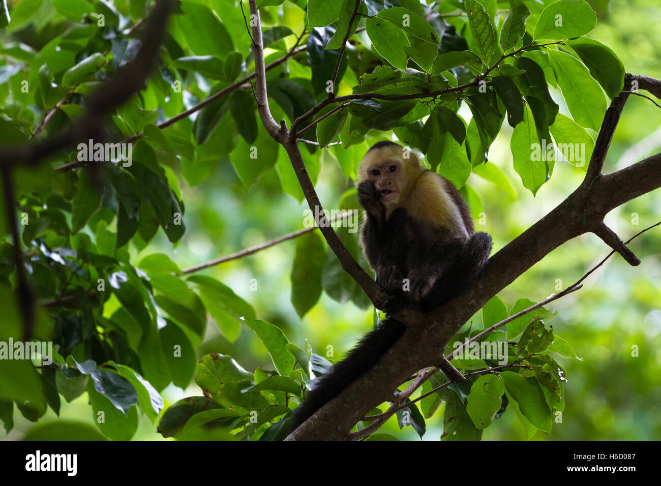 white faced monkeys eating an insect on a tree in Costa Rica. Pura Vida ...