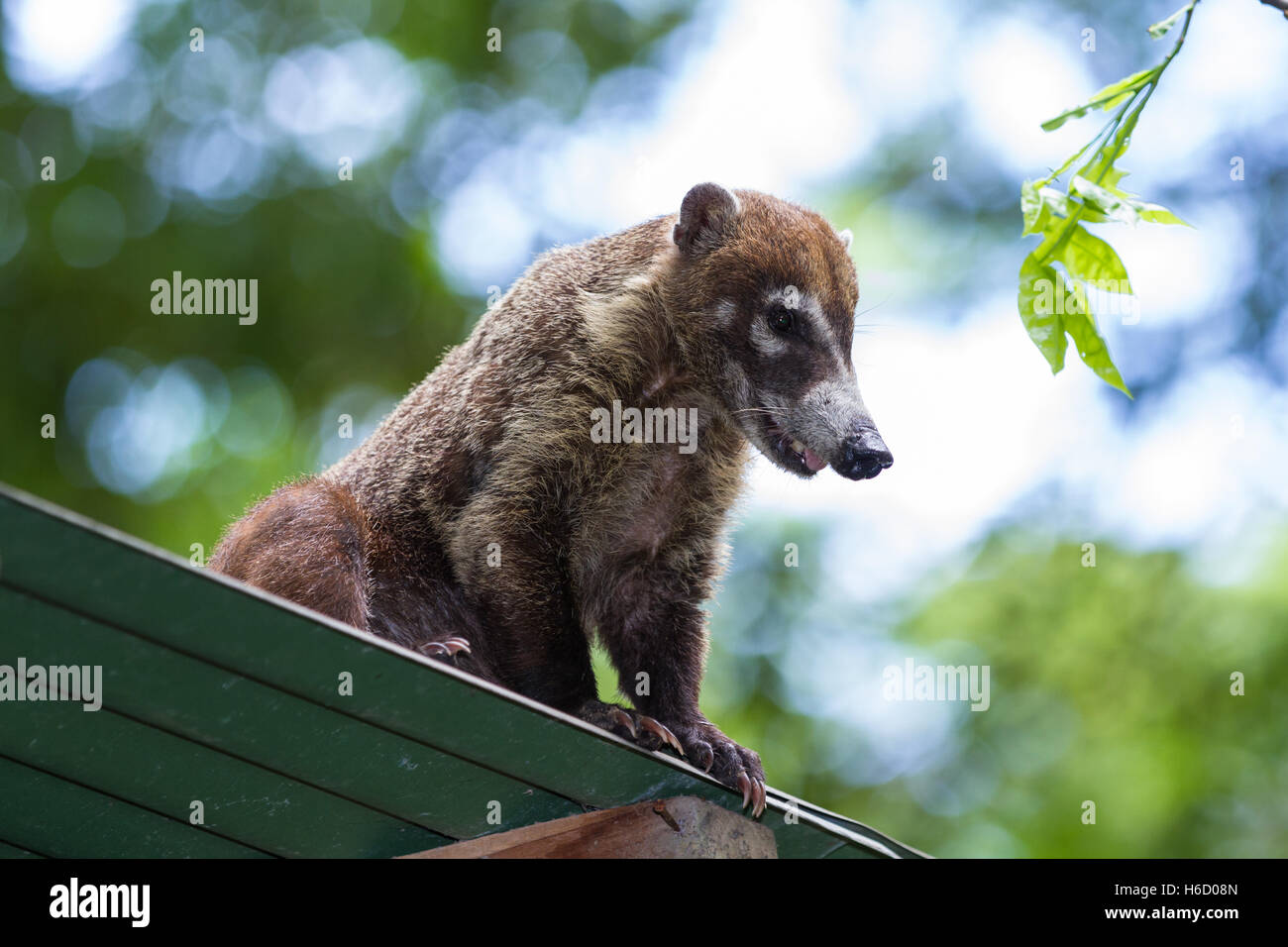 white nosed coati relaxing on a tin roof in tropical Costa Rica Stock ...