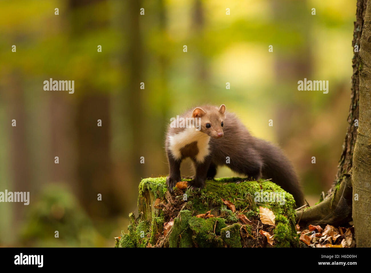 Steinmarder, Martes foina, white breasted marten Stock Photo - Alamy