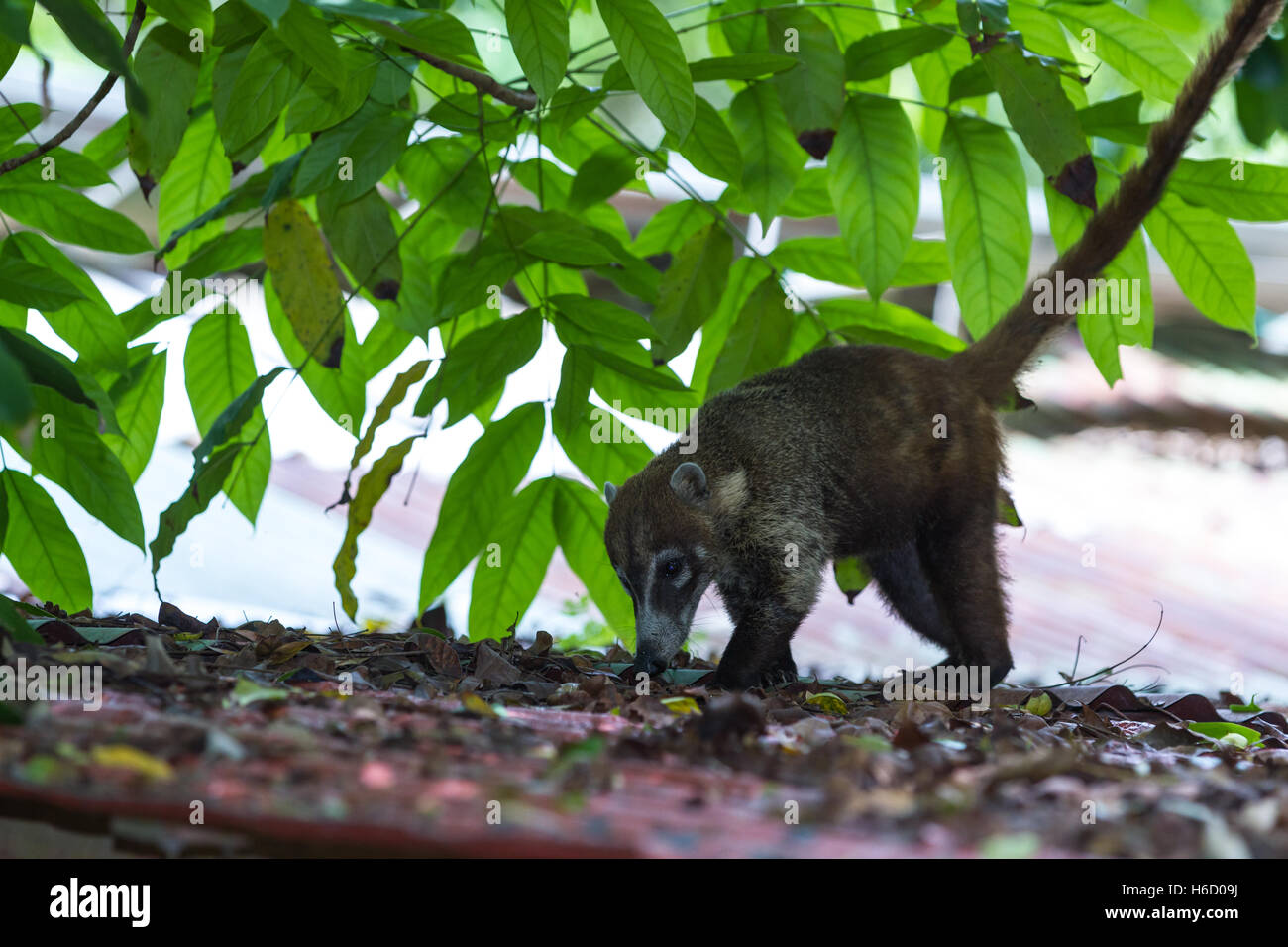 white nosed coati relaxing on a tin roof in tropical Costa Rica Stock ...