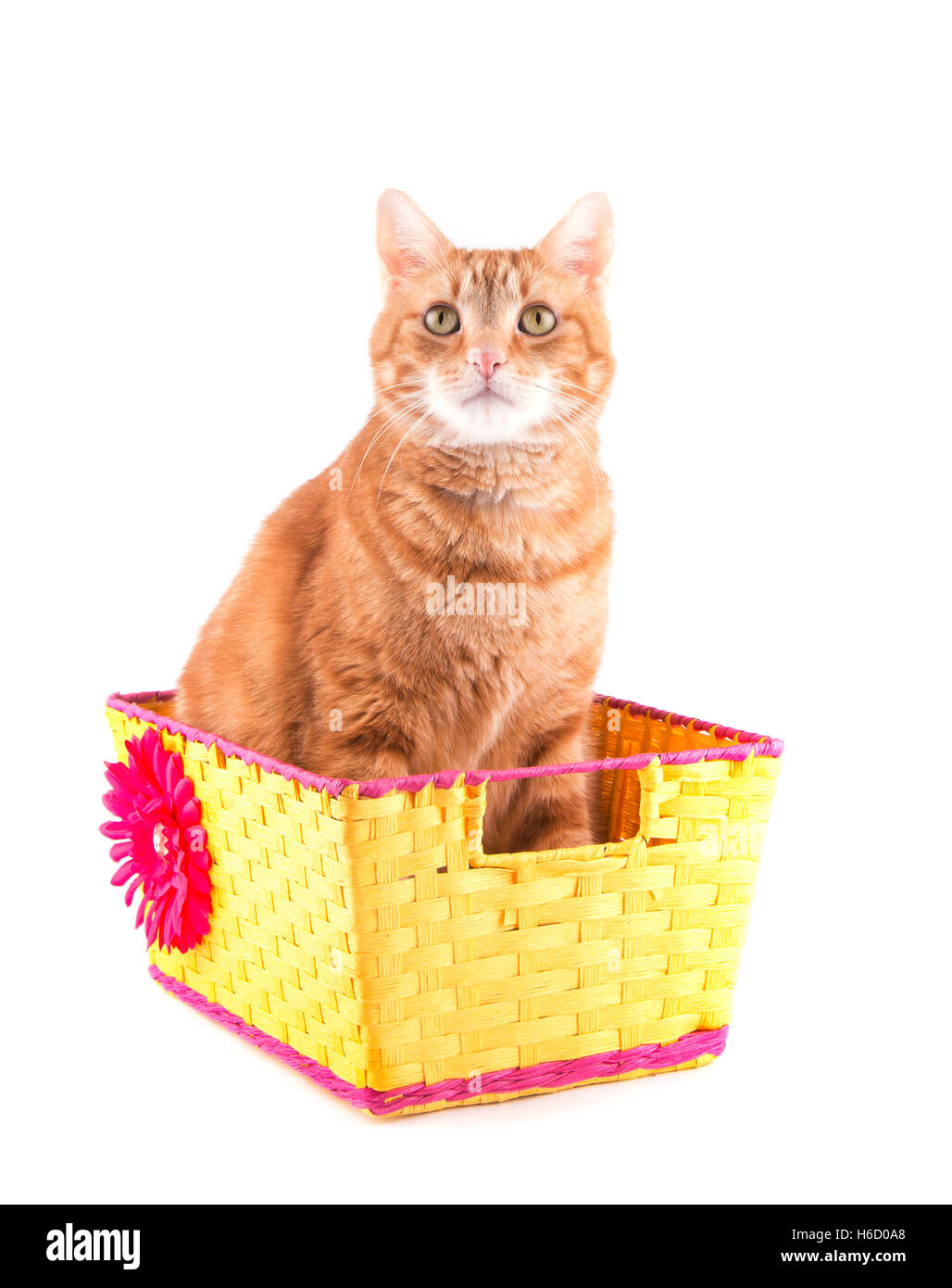 Ginger color cat hi-res stock photography and images - Alamy