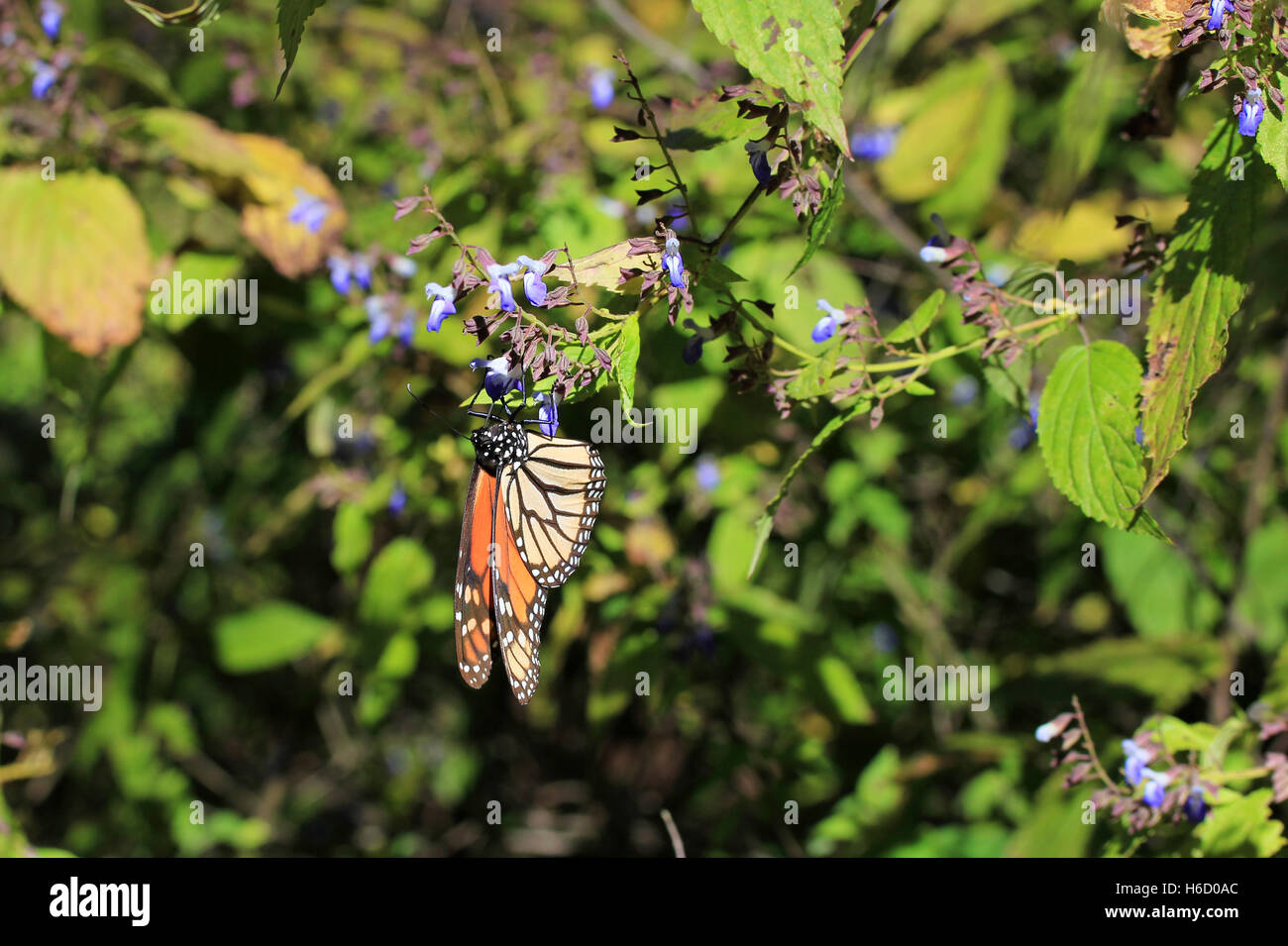 Monarch Butterflies in Michoacan, Mexico, millions are migrating every ...