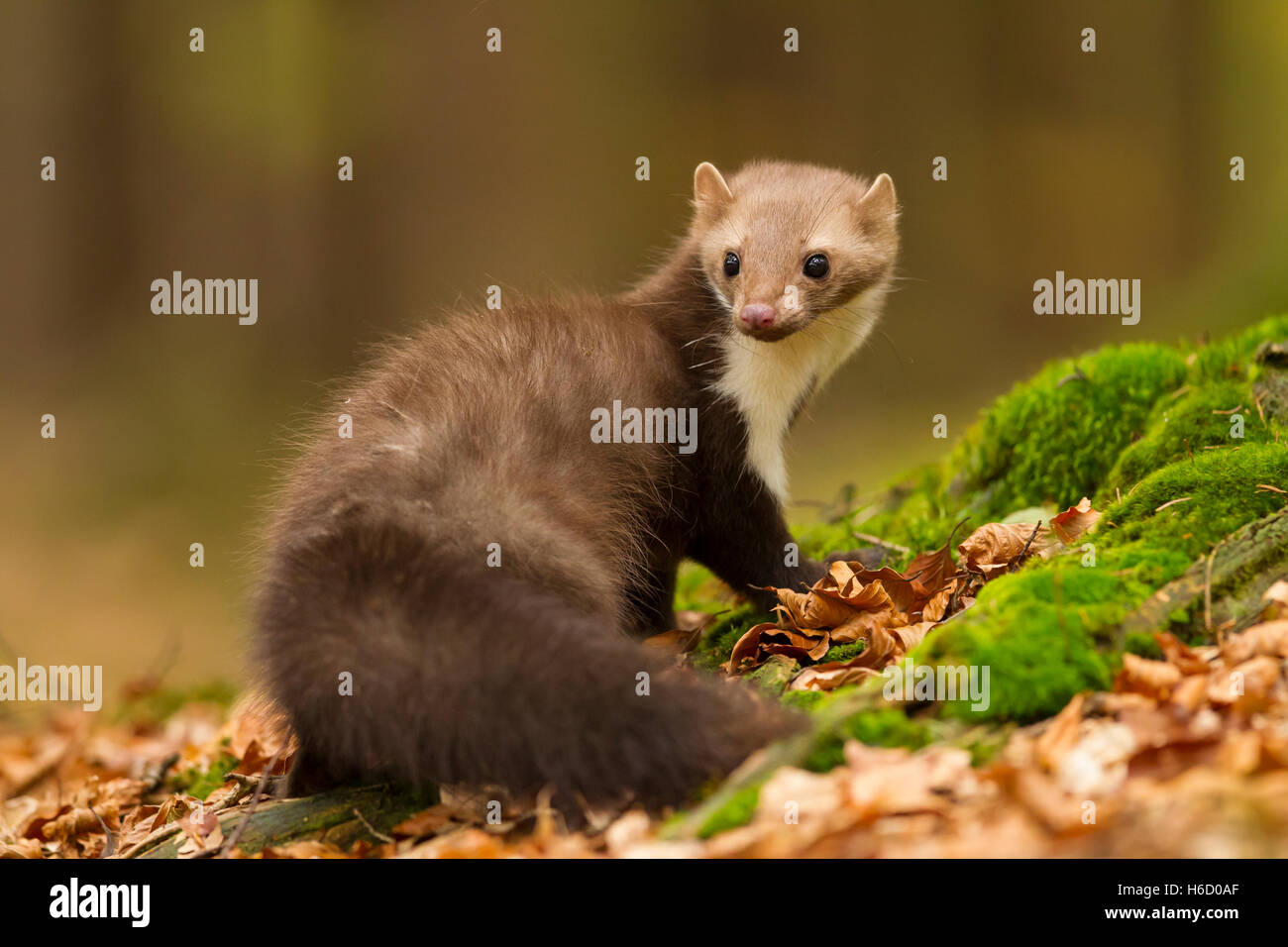 Steinmarder, Martes foina, white breasted marten Stock Photo - Alamy