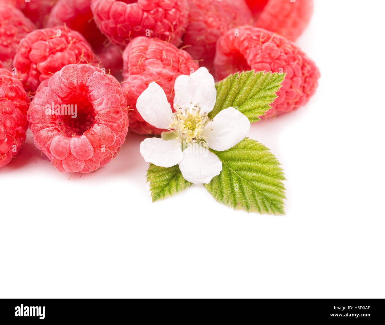 Fresh Raspberries with a flower and a leaf, on white Stock Photo - Alamy