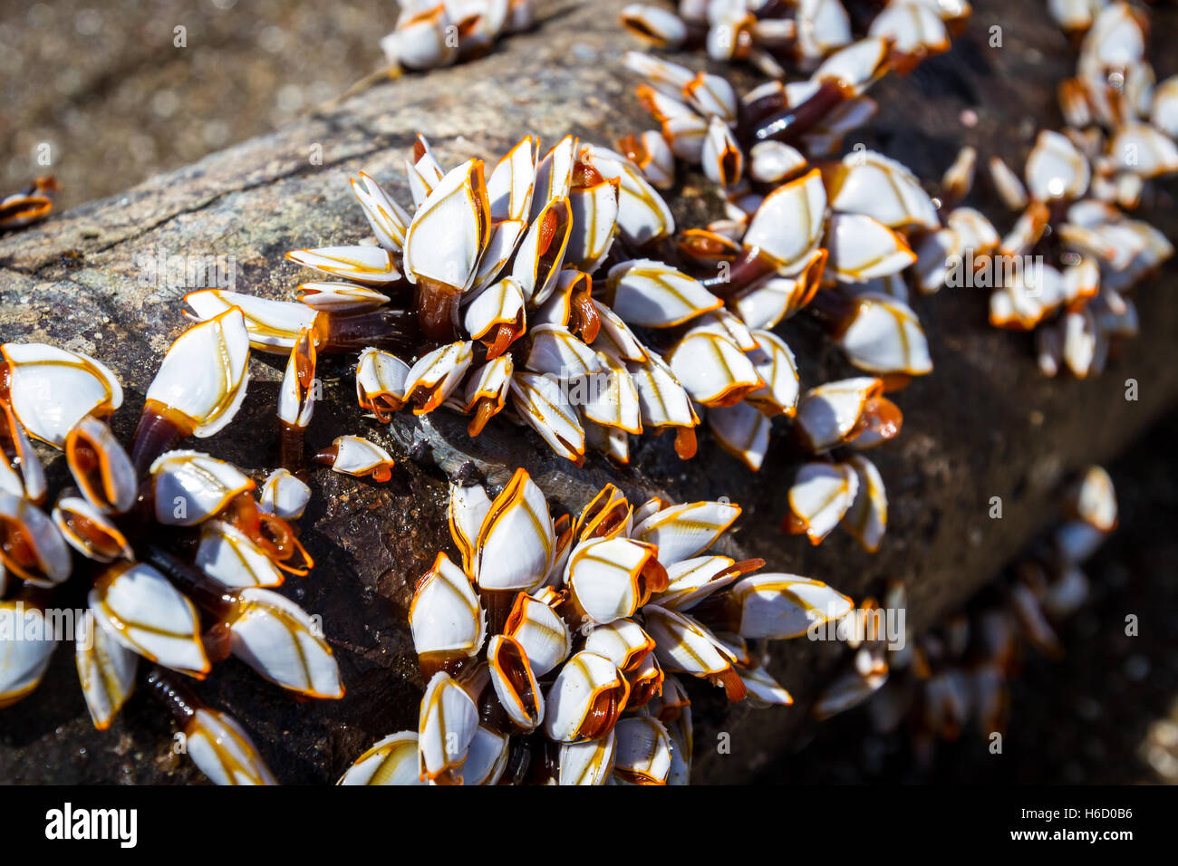 cluster of mussels on a piece of drift wood in the pacific coast of ...