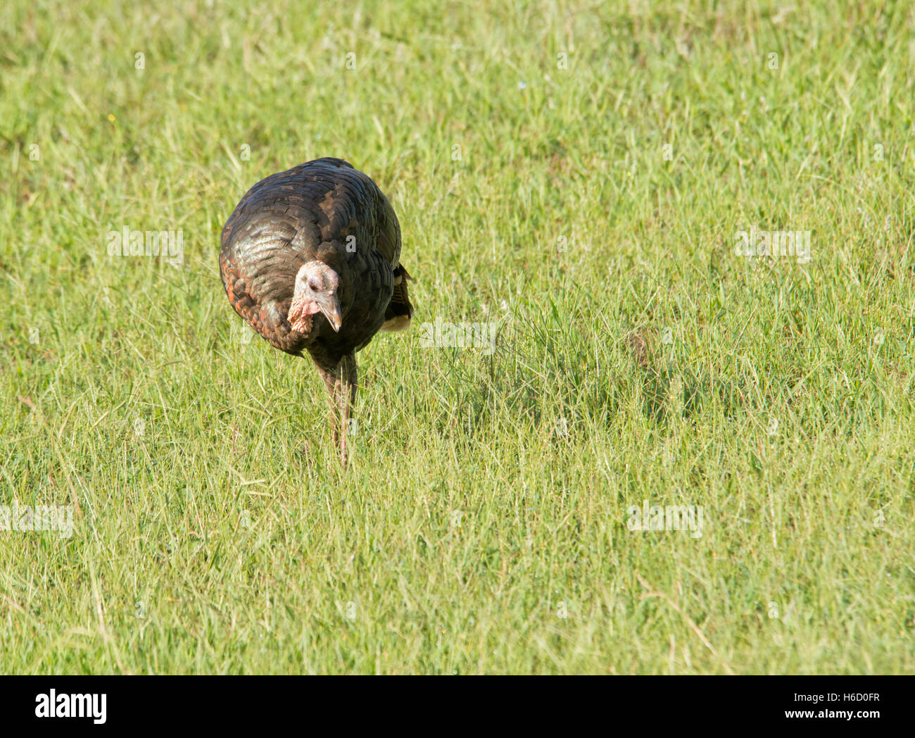 Turkey and young hi-res stock photography and images - Alamy